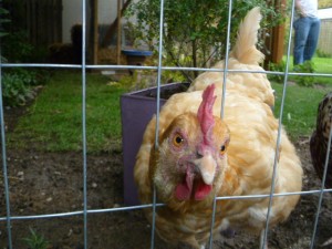 Edible Garden Tour – sustainable BALLARD